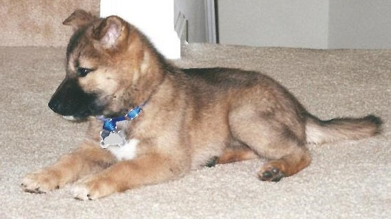 Reigning Cats & Dogs and Kindness